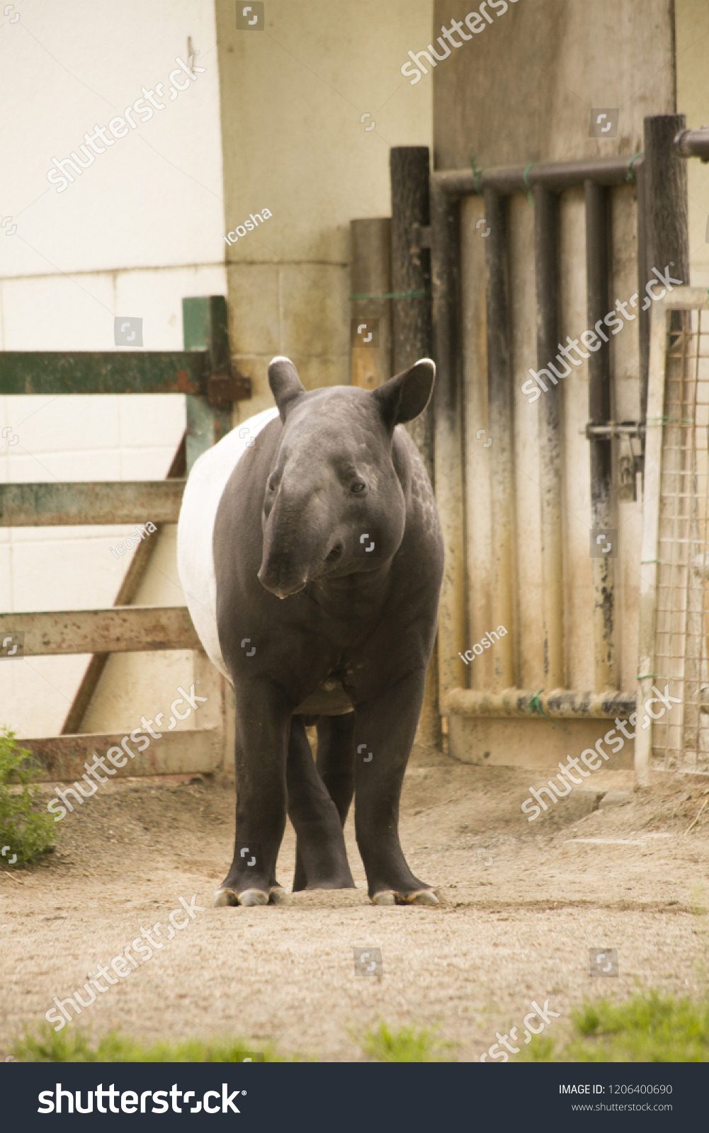 Asia — Extinclopedia