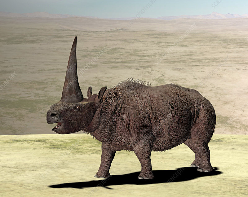 Elasmotherium — Extinclopedia