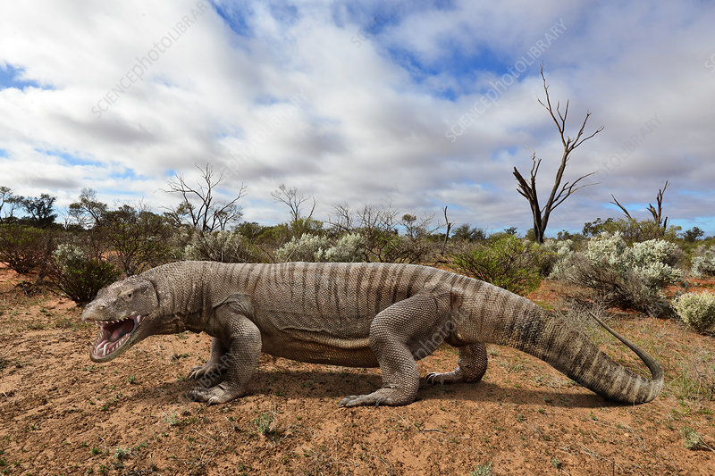 Australian Giant Goanna — Extinclopedia